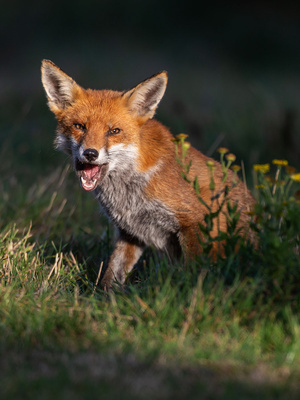wildlife photography hides,,wildlife photography hide hire,fox ...
