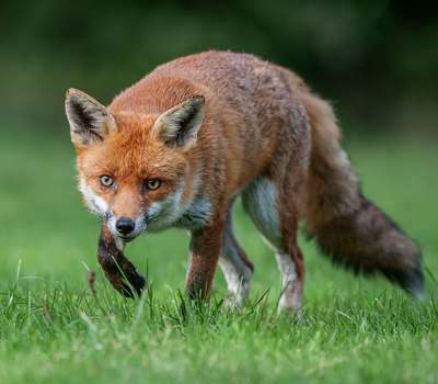 wildlife photography hides,,wildlife photography hide hire,fox ...