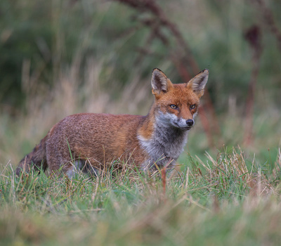 wildlife photography hides,,wildlife photography hide hire,fox ...